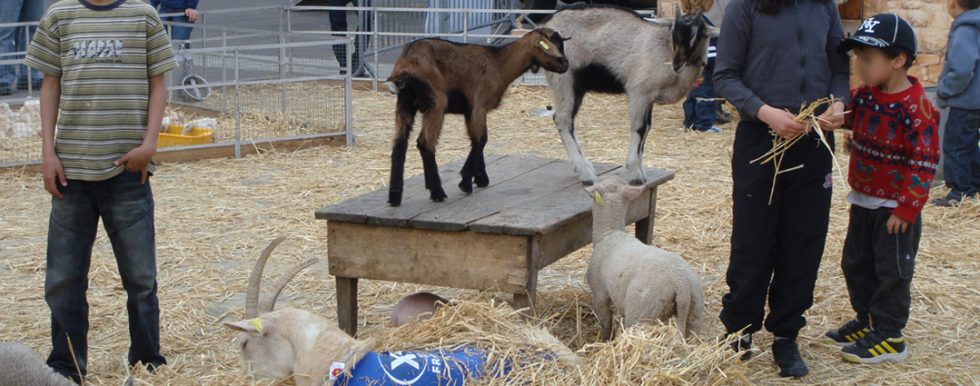 Atelier Enfant Ferme Pédagogique Inédit Pour Vos Fêtes De Noël